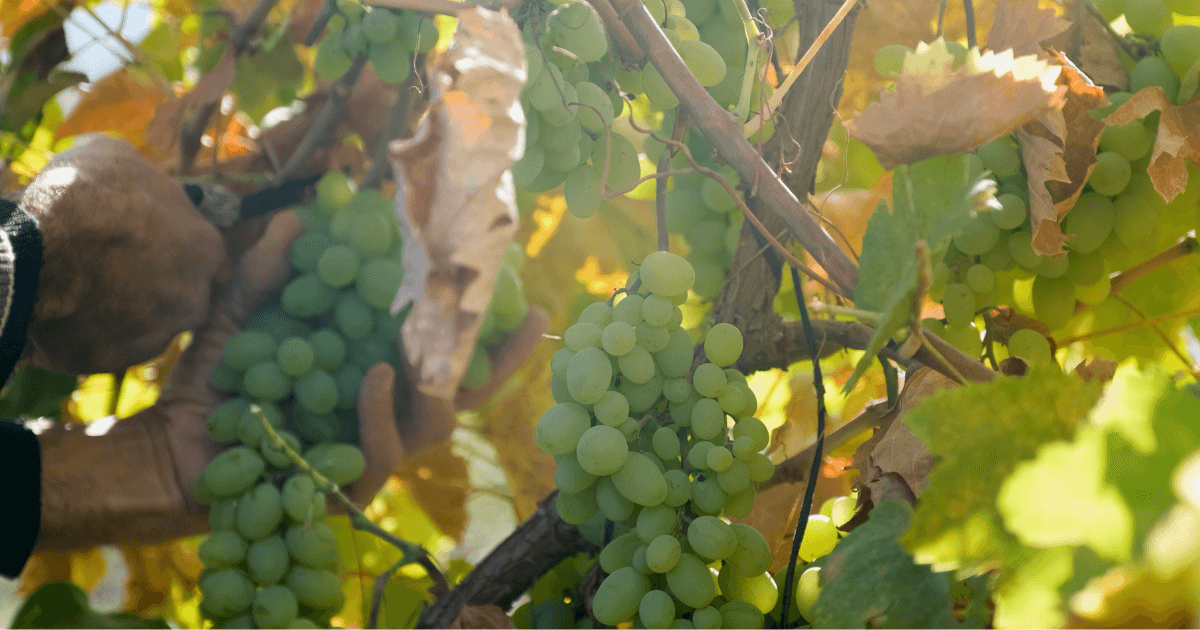 How is Efficient Harvesting Improving Cost Savings in Agriculture ...
